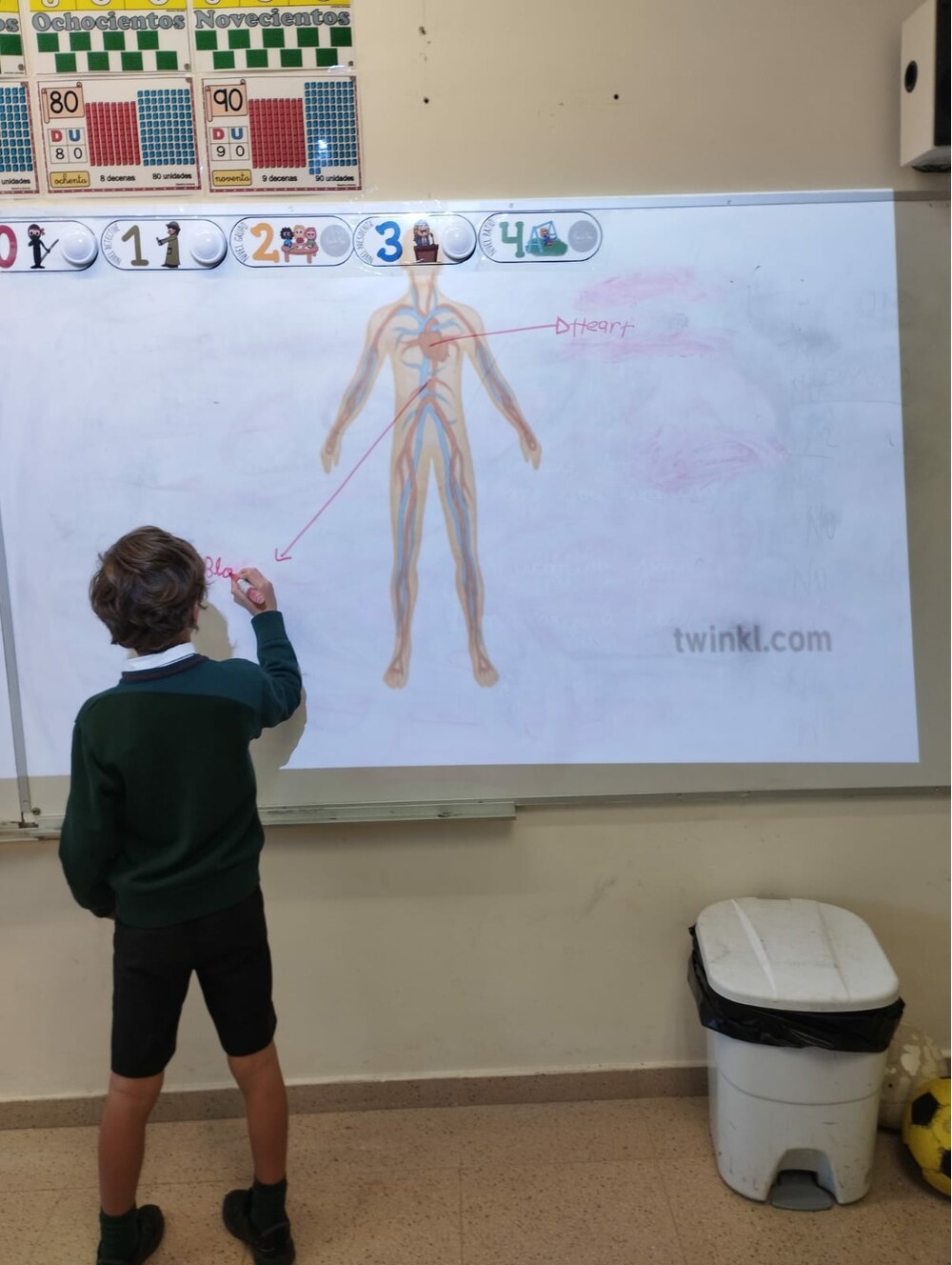 ¿Conoces las partes de cuerpo humano?